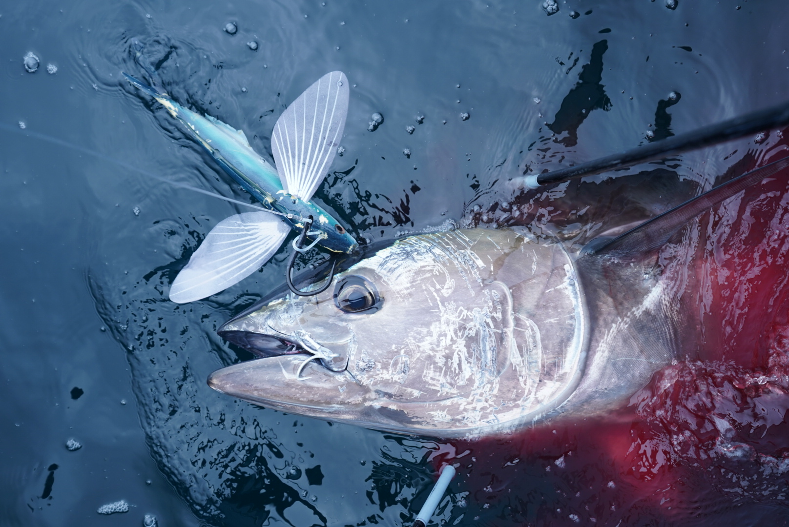 Kusler Yachts Guide to So Cal Bluefin: All You Need to Know